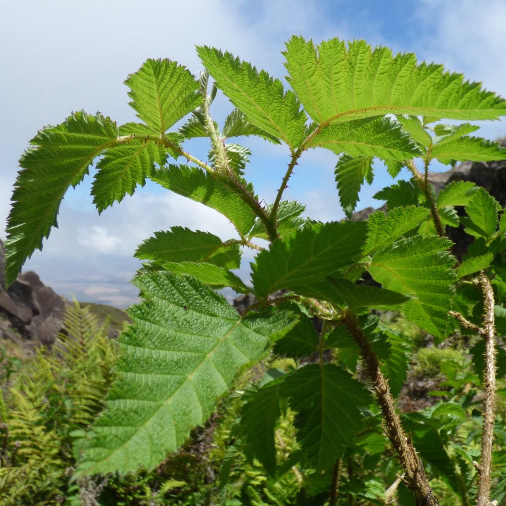 Division of Forestry and Wildlife: Forestry Program | Plants in Hawaiʻi