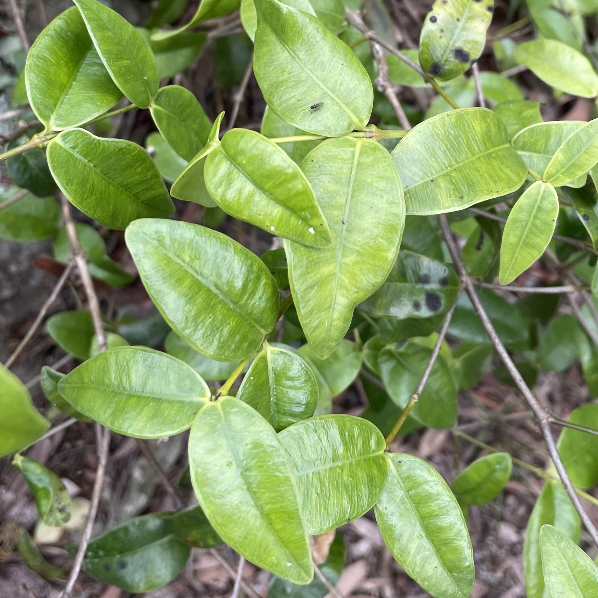 Division of Forestry and Wildlife: Forestry Program | Plants in Hawaiʻi