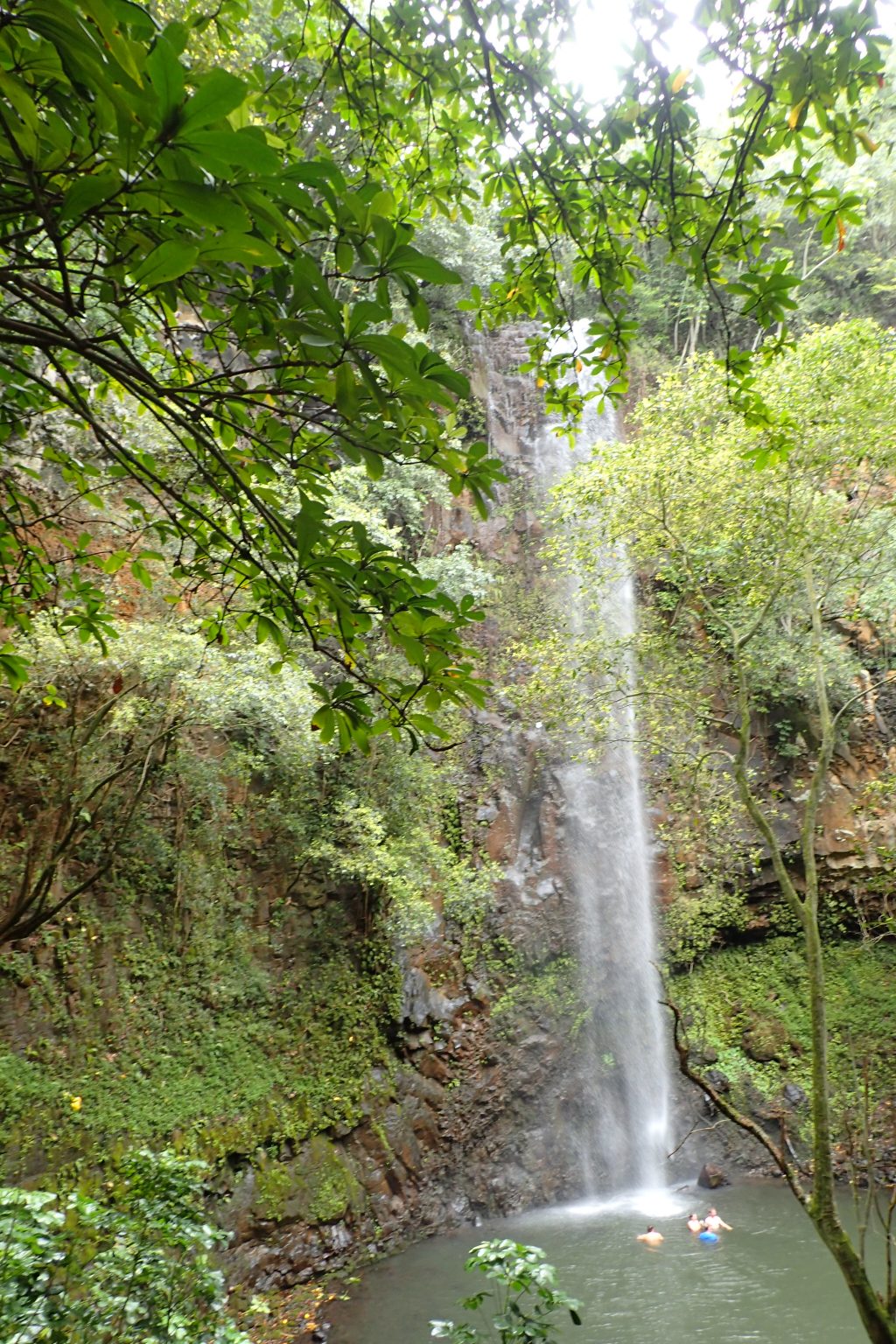 Division of Forestry and Wildlife: Forestry Program | Pāpala kēpau