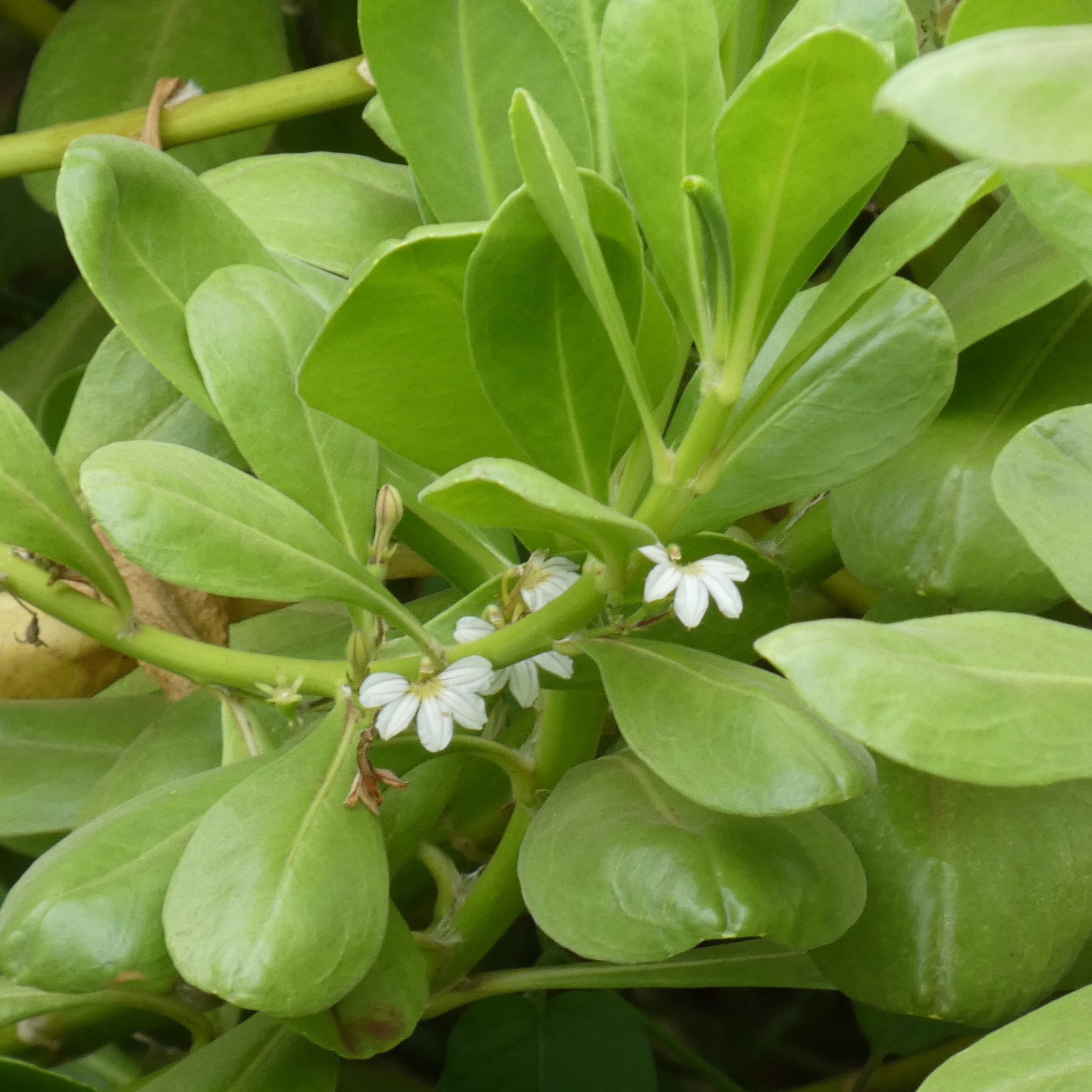 Division of Forestry and Wildlife: Forestry Program | Common Native Plants