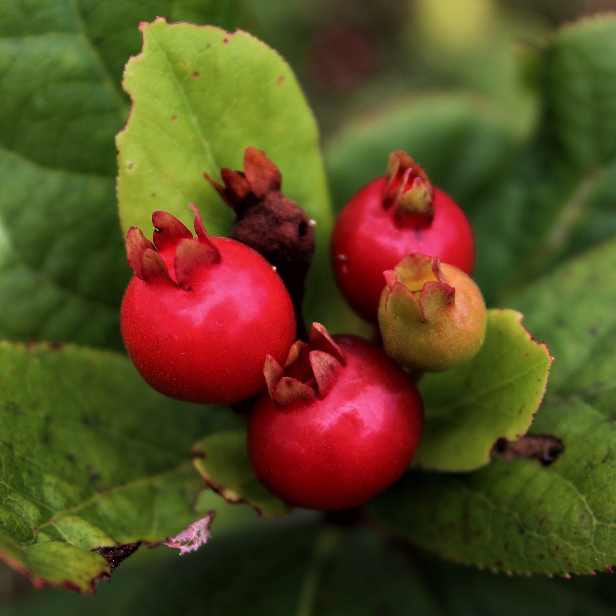 Division of Forestry and Wildlife: Forestry Program | Plants in Hawaiʻi