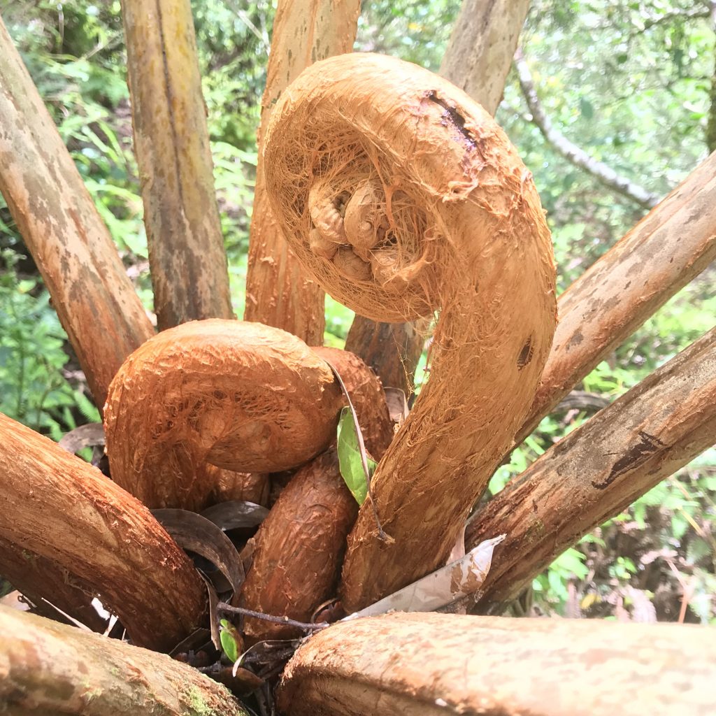 Division of Forestry and Wildlife: Forestry Program | Common Native Plants