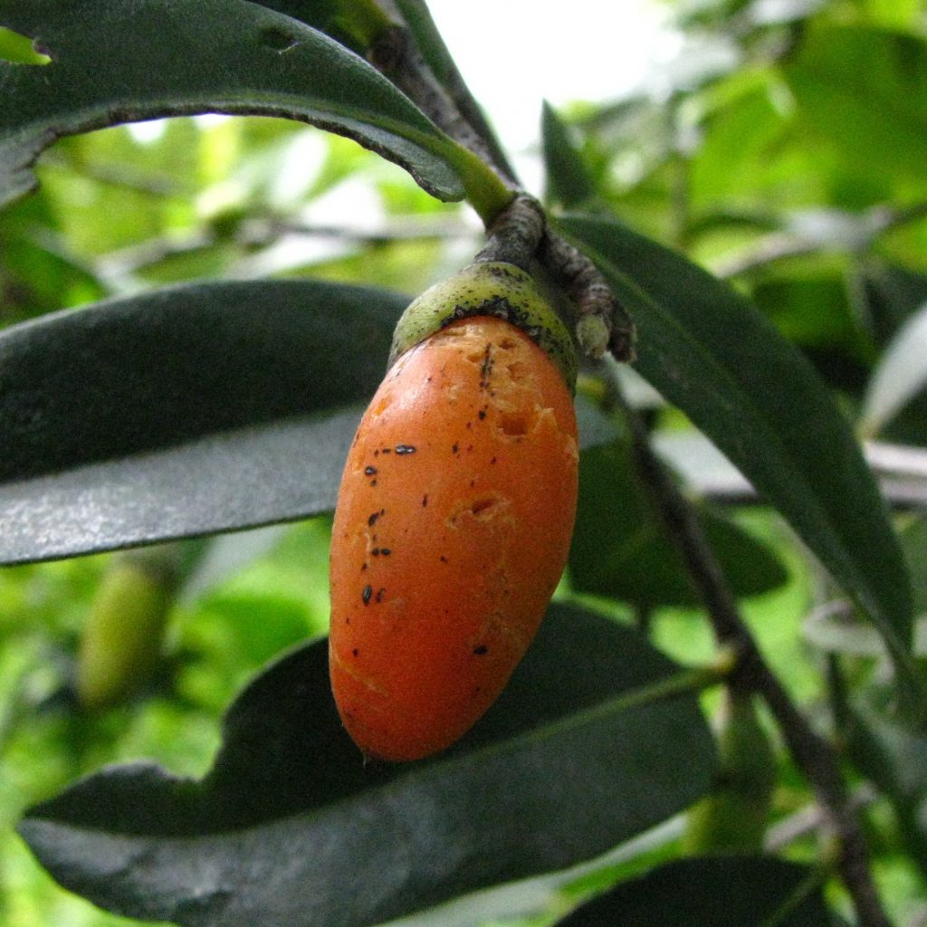 Division of Forestry and Wildlife: Forestry Program | Common Native Plants