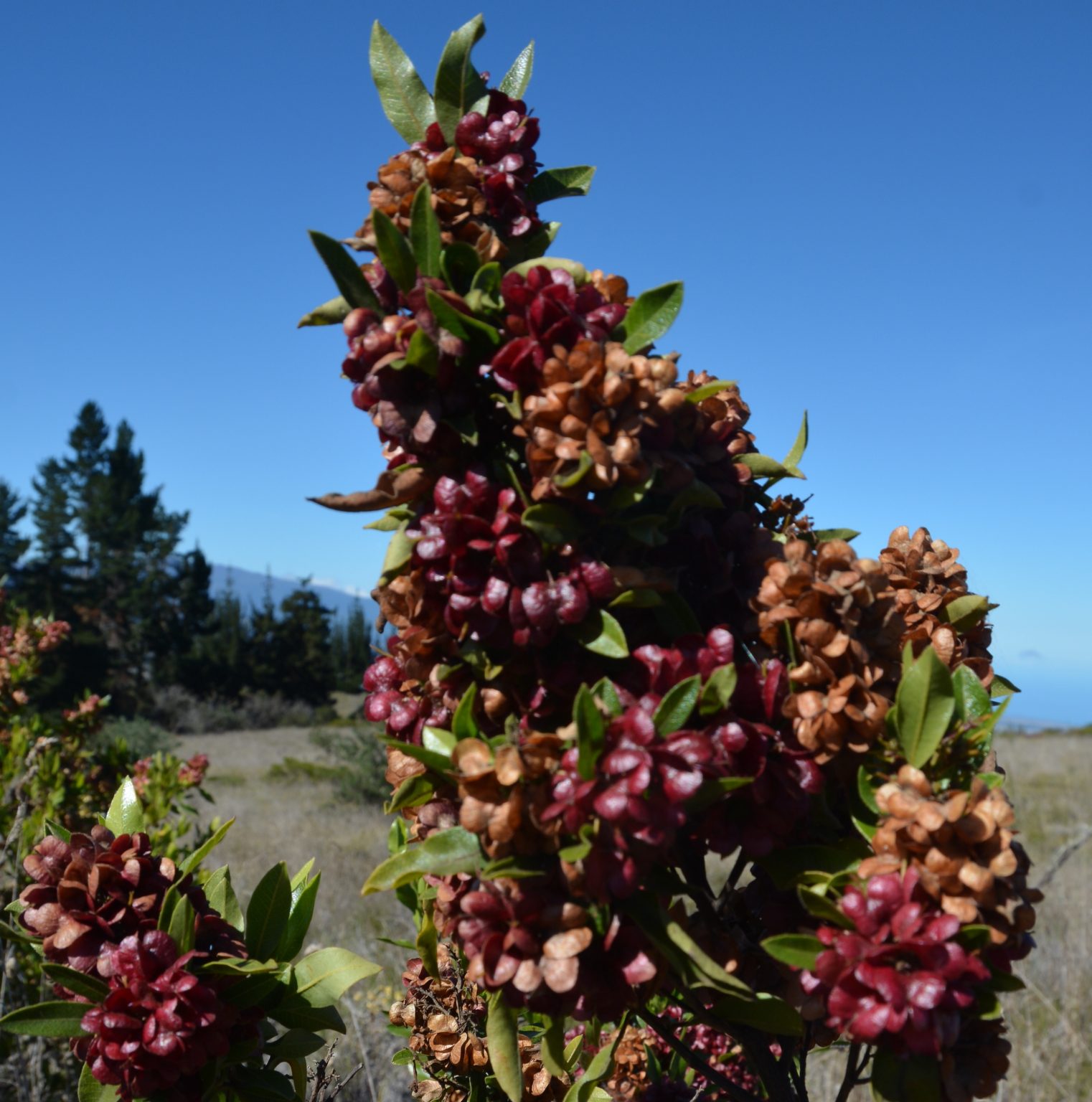 Division of Forestry and Wildlife: Forestry Program | Plants in Hawaiʻi