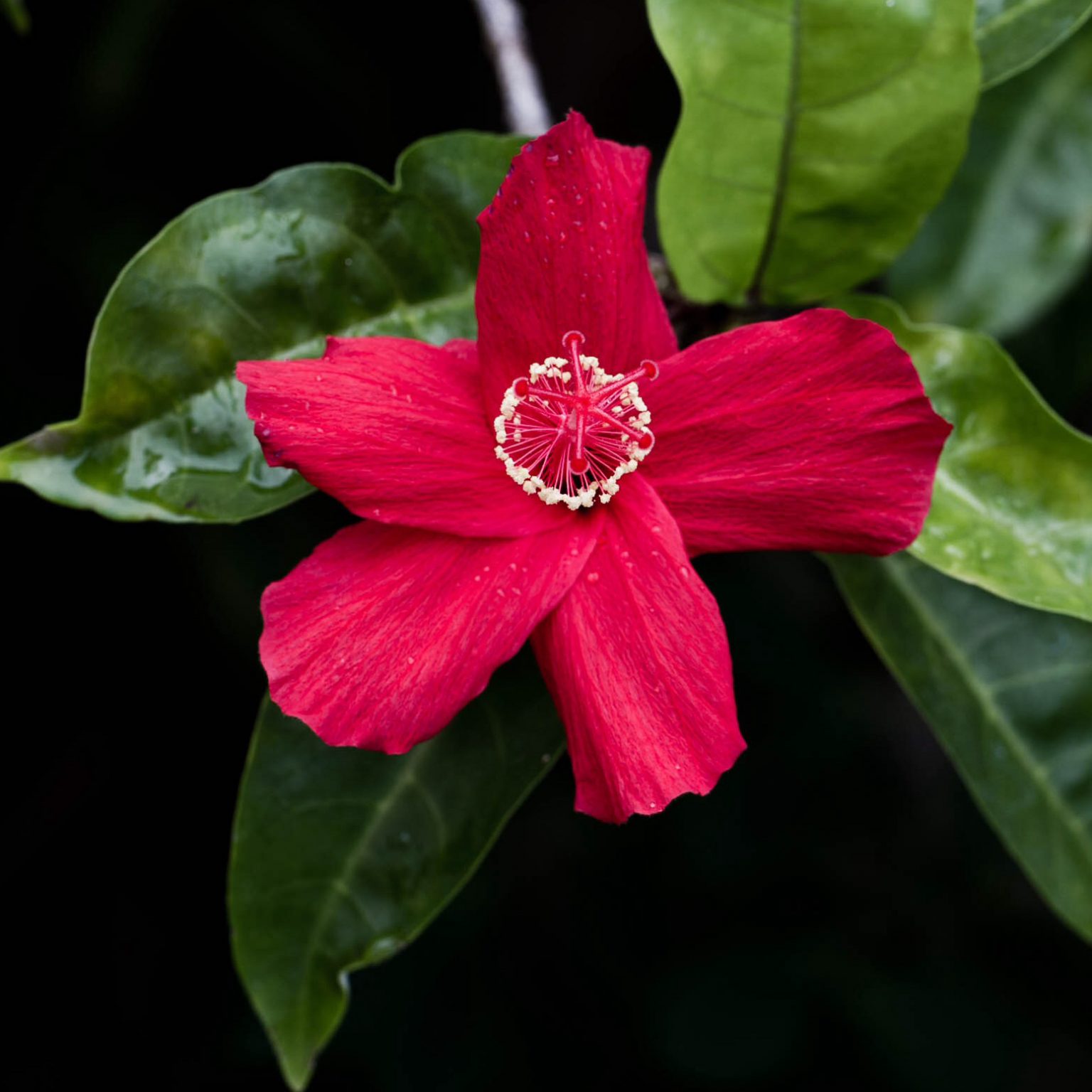 Division of Forestry and Wildlife: Forestry Program | Plants in Hawaiʻi