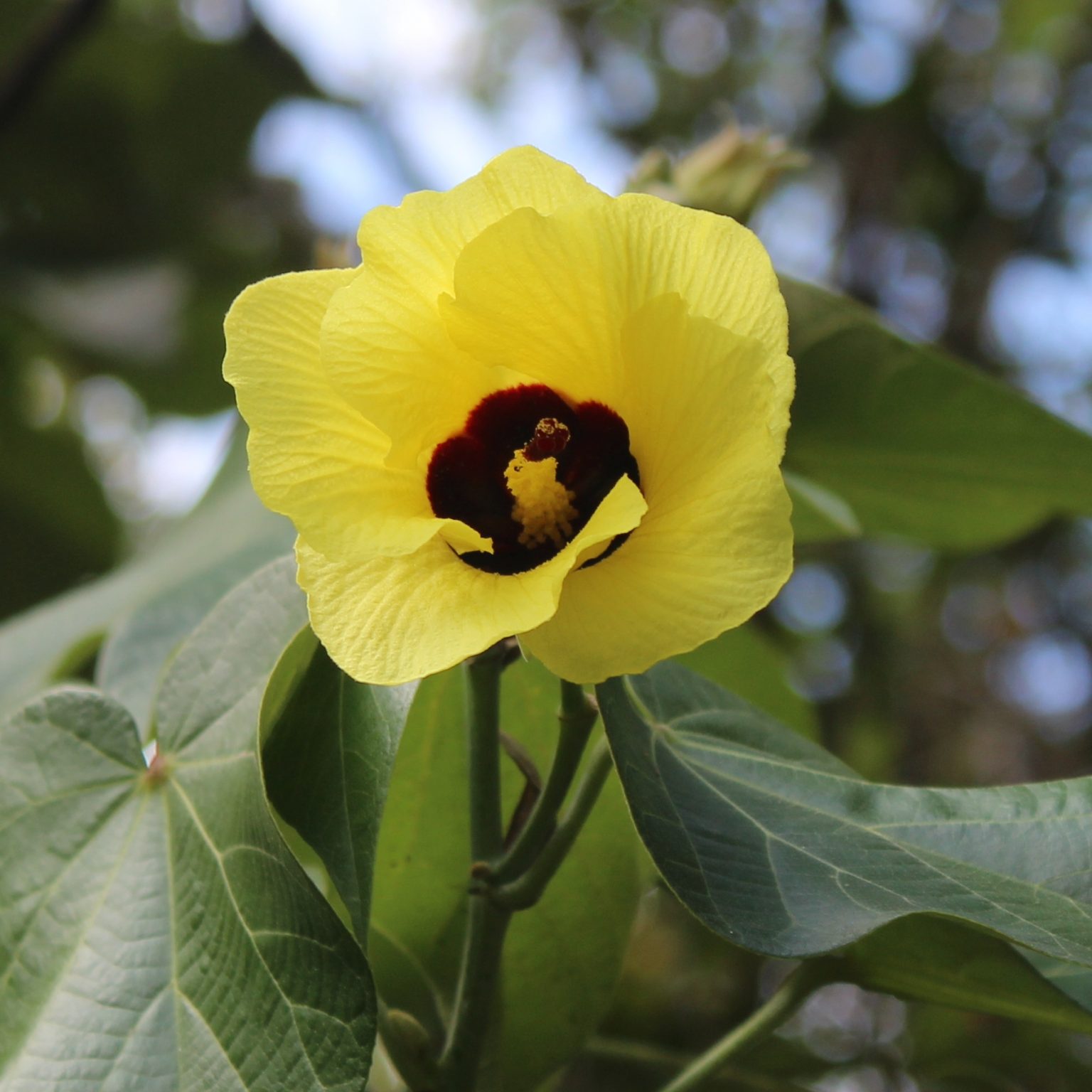 Division of Forestry and Wildlife: Forestry Program | Plants in Hawaiʻi
