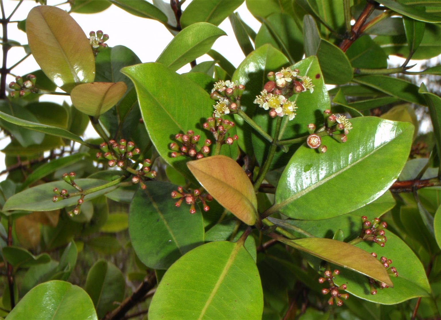 Division of Forestry and Wildlife: Forestry Program | ʻŌhiʻa ha