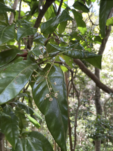 Division of Forestry and Wildlife: Forestry Program | Pāpala kēpau