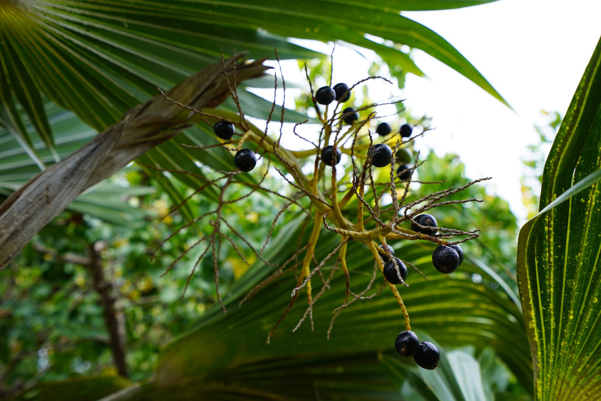 Division of Forestry and Wildlife: Forestry Program | Loulu