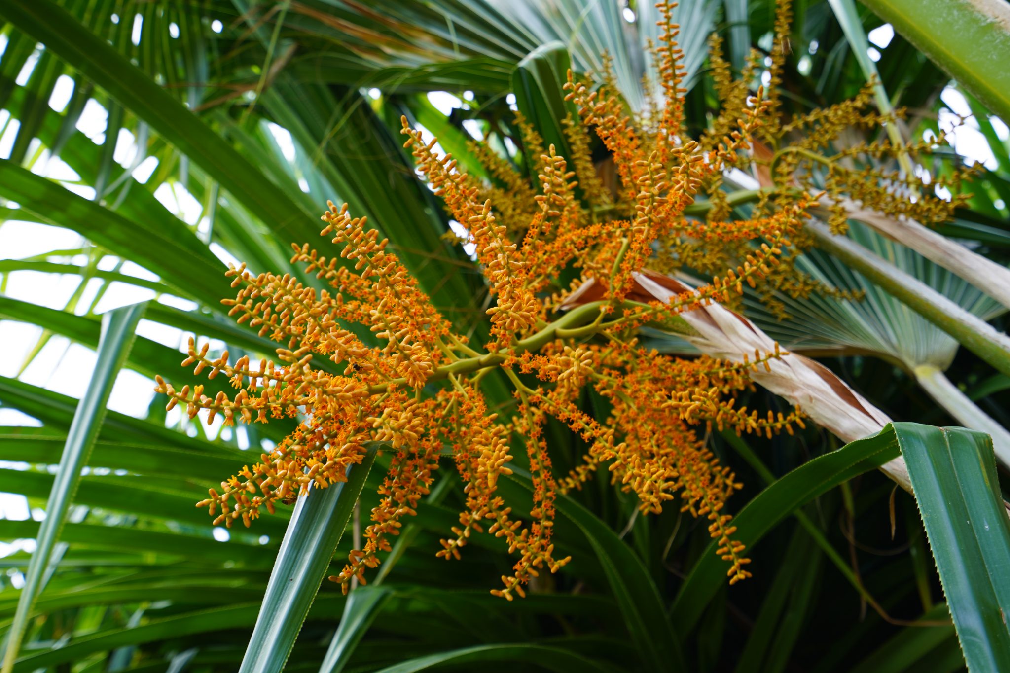 Division of Forestry and Wildlife: Forestry Program | Loulu