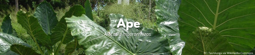 Division of Forestry and Wildlife: Forestry Program | ʻApe