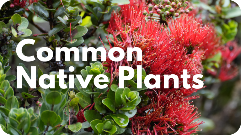 Division of Forestry and Wildlife: Forestry Program | Plants in Hawaiʻi