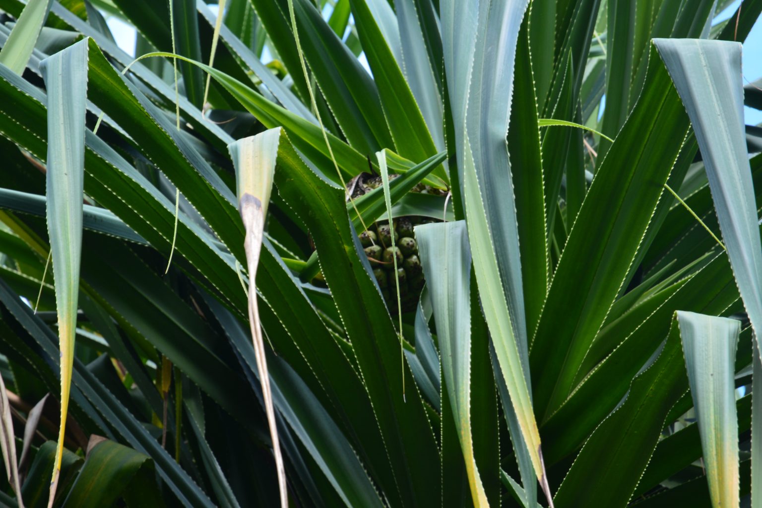 Division of Forestry and Wildlife: Forestry Program | Hala