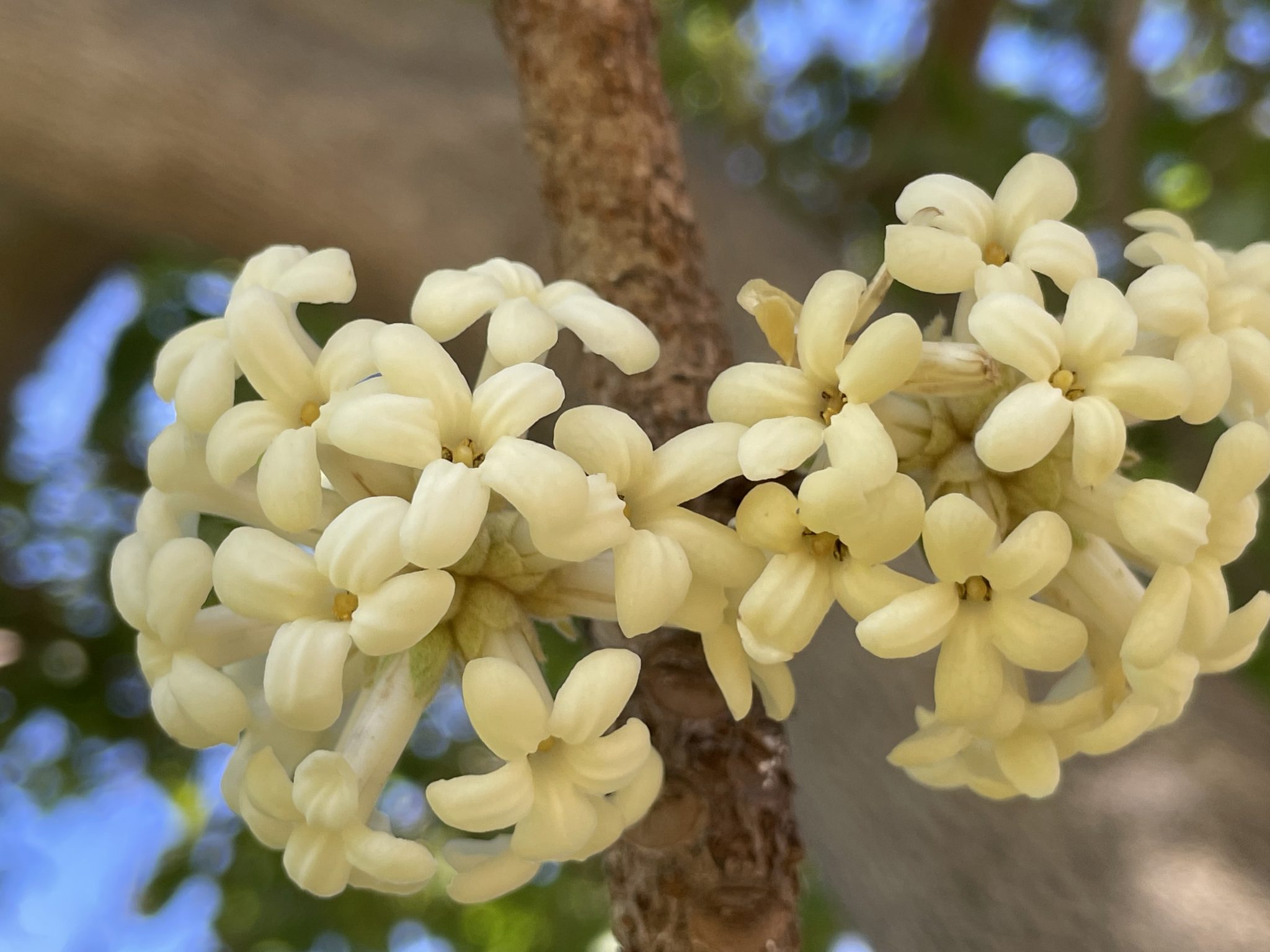 Division of Forestry and Wildlife: Forestry Program | Hōʻawa