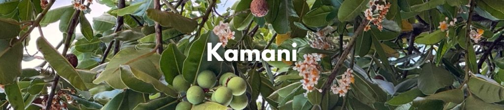Division of Forestry and Wildlife: Forestry Program | Kamani