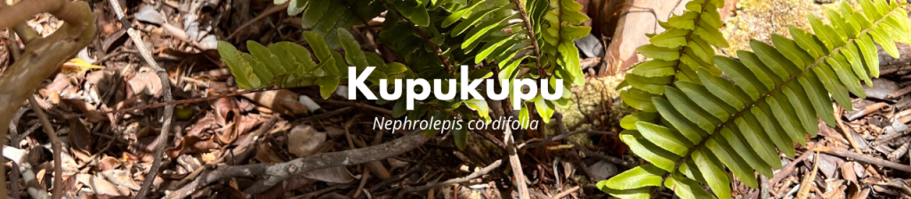 Division of Forestry and Wildlife: Forestry Program | Kupukupu