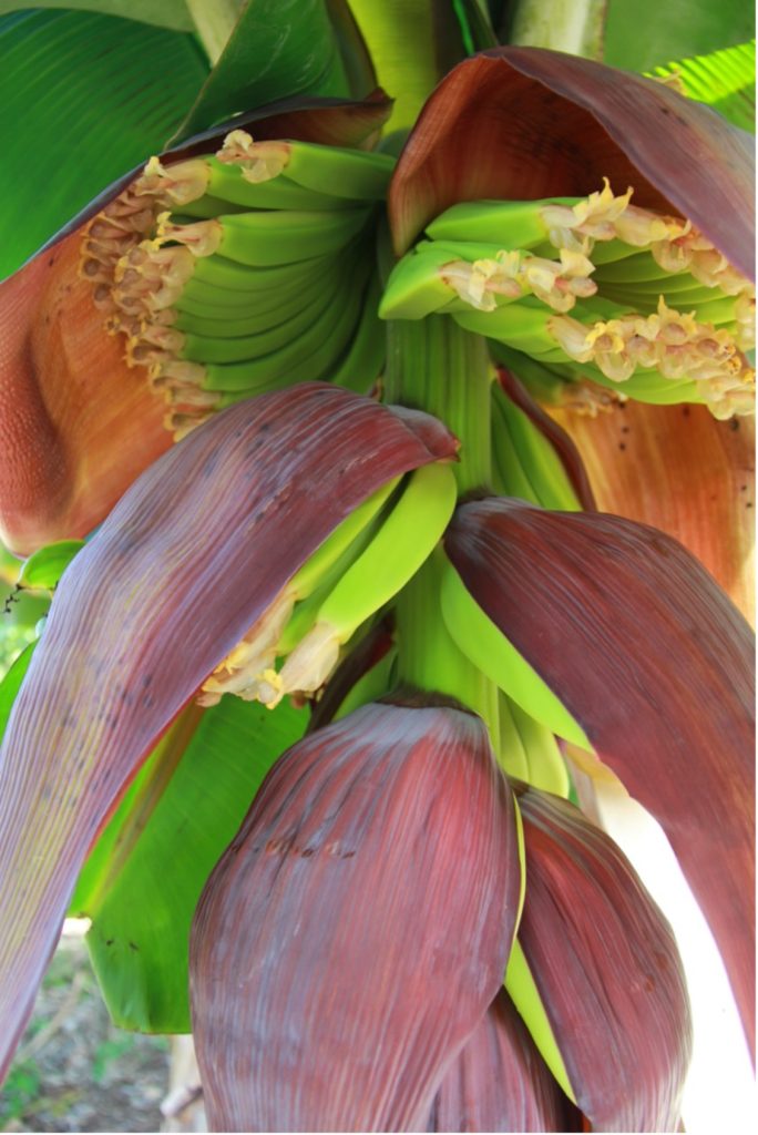 Division of Forestry and Wildlife: Forestry Program | Maiʻa