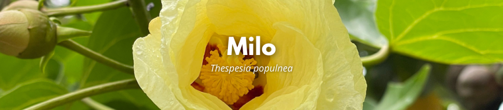 Division of Forestry and Wildlife: Forestry Program | Milo