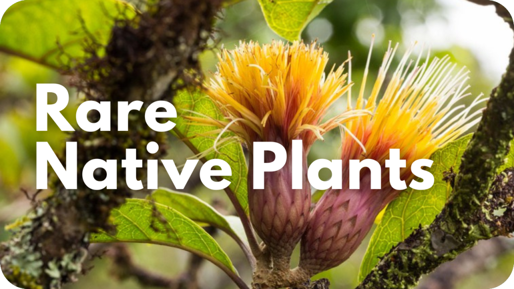 Division of Forestry and Wildlife: Forestry Program | Plants in Hawaiʻi
