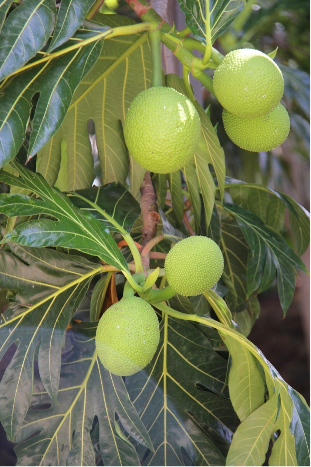 Division of Forestry and Wildlife: Forestry Program | ʻUlu