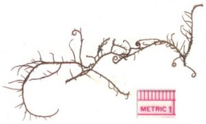 Hawaii Invasive Species Council | Hookweed