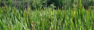 Cattail | Hawaii Invasive Species Council