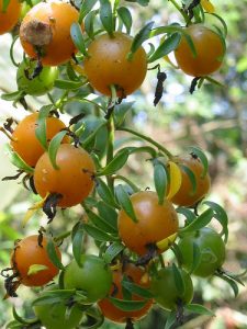 Barbados Gooseberry | Hawaii Invasive Species Council