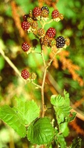 Hawaii Invasive Species Council | Himalayan Blackberry