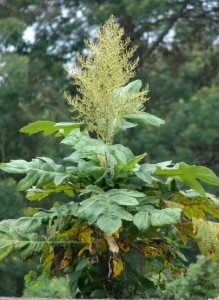 Hawaii Invasive Species Council | Plume Poppy