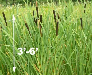 Hawaii Invasive Species Council | Cattail