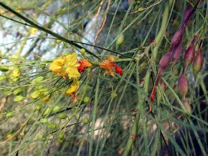 Jerusalem Thorn | Hawaii Invasive Species Council