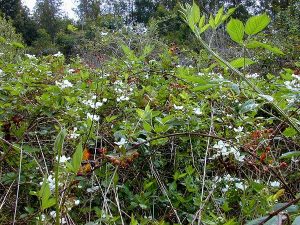 Hawaii Invasive Species Council | Florida Raspberry (Rubus argutus)