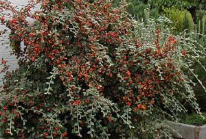 Hawaii Invasive Species Council | Cotoneaster (Cotoneaster pannosus)