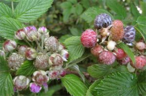 Hawaii Invasive Species Council | Mysore Raspberry (Rubus niveus)