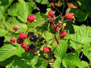 Hawaii Invasive Species Council | Florida Raspberry (Rubus argutus)