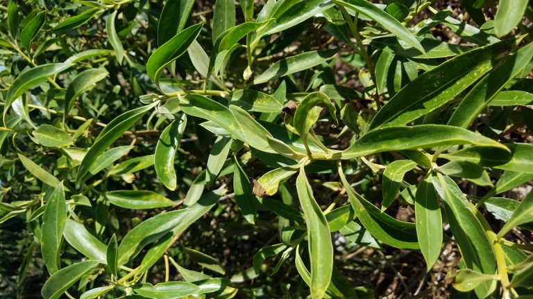 20181207_091623 | Hawaii Invasive Species Council