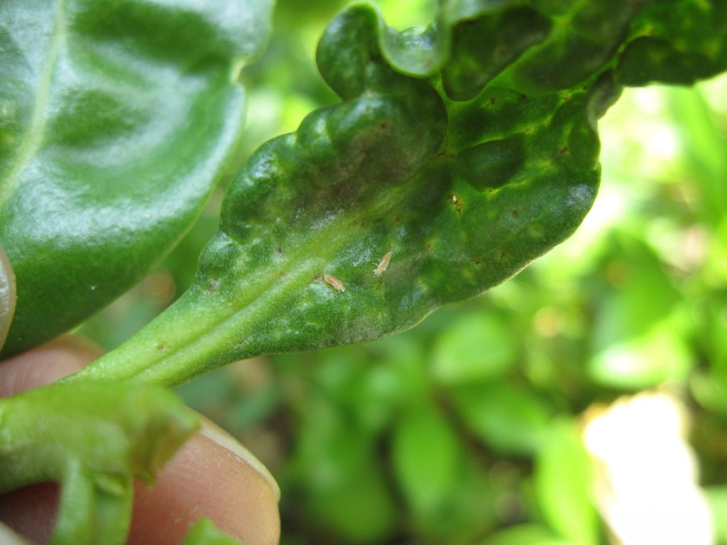 Larvae | Hawaii Invasive Species Council