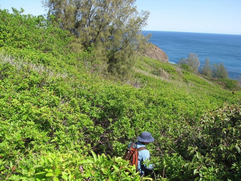 Hawaii Invasive Species Council | THE TARGET: Christmas berry (Schinus ...