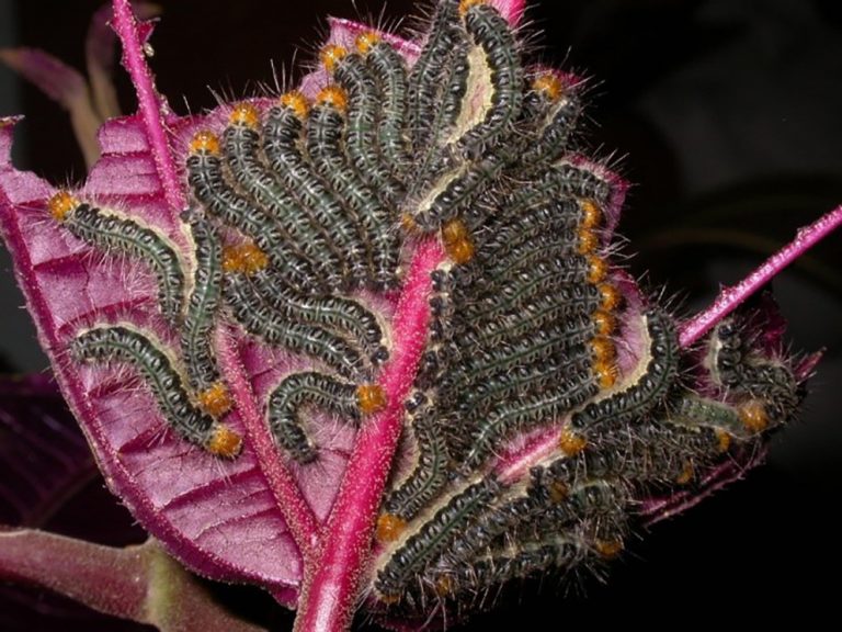 THE TARGET: Miconia (Miconia calvescens) | Hawaii Invasive Species Council