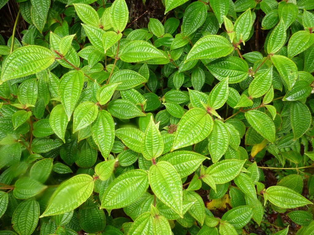 Hawaii Invasive Species Council | THE TARGETS: CLIDEMIA (CLIDEMIA HIRTA ...