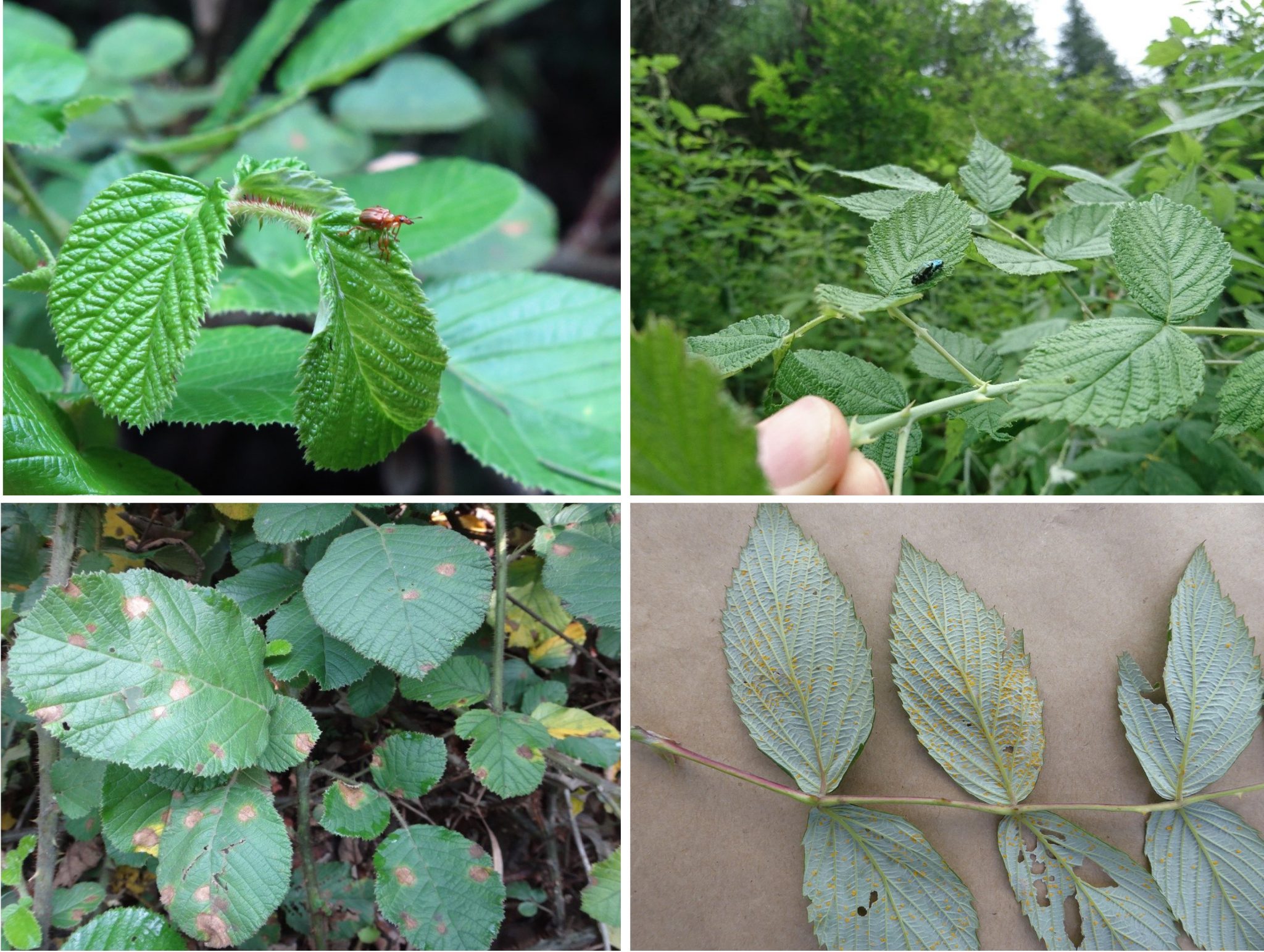 Hawaii Invasive Species Council | THE TARGETS: YELLOW HIMALAYAN ...