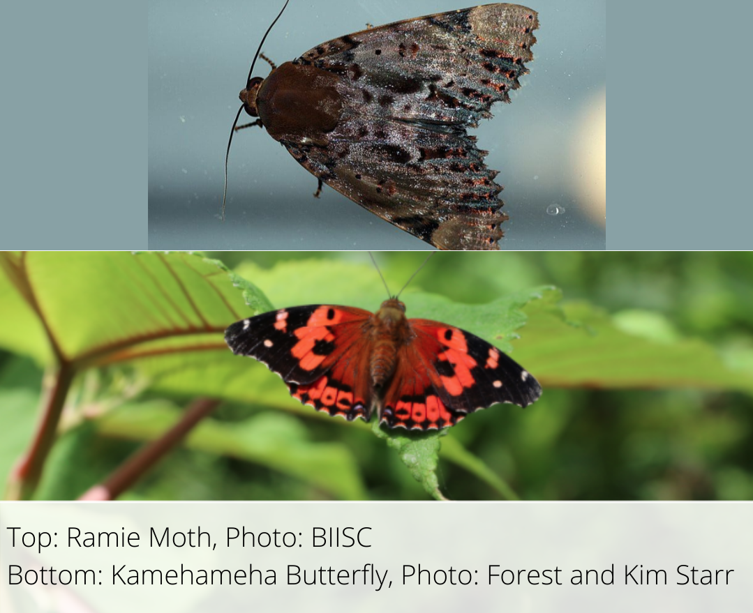 Hawaii Invasive Species Council | Ramie Moth