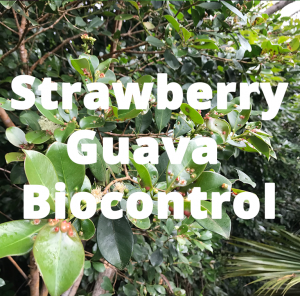 Hawaii Invasive Species Council | Biocontrol Hawaii