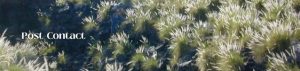 Invasive Grasses in Hawaii and their Impacts | Hawaii Invasive Species ...
