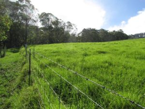Hawaii Invasive Species Council | Kikuyu grass, Kikuyugrass (Cenchrus ...