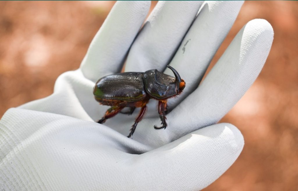 Coconut rhinoceros beetle | Hawaii Invasive Species Council