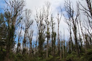 Hawaii Invasive Species Council | Rapid ʻŌhiʻa Death (ROD)