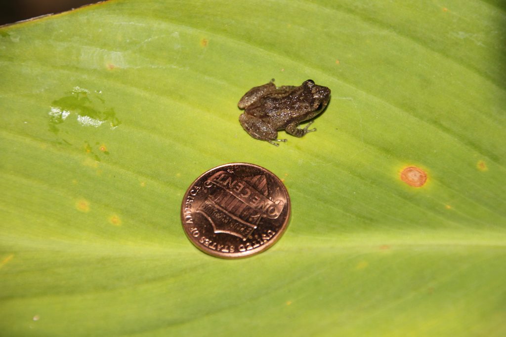 Hawaii Invasive Species Council | Coqui_Frog_Puerto_Rico