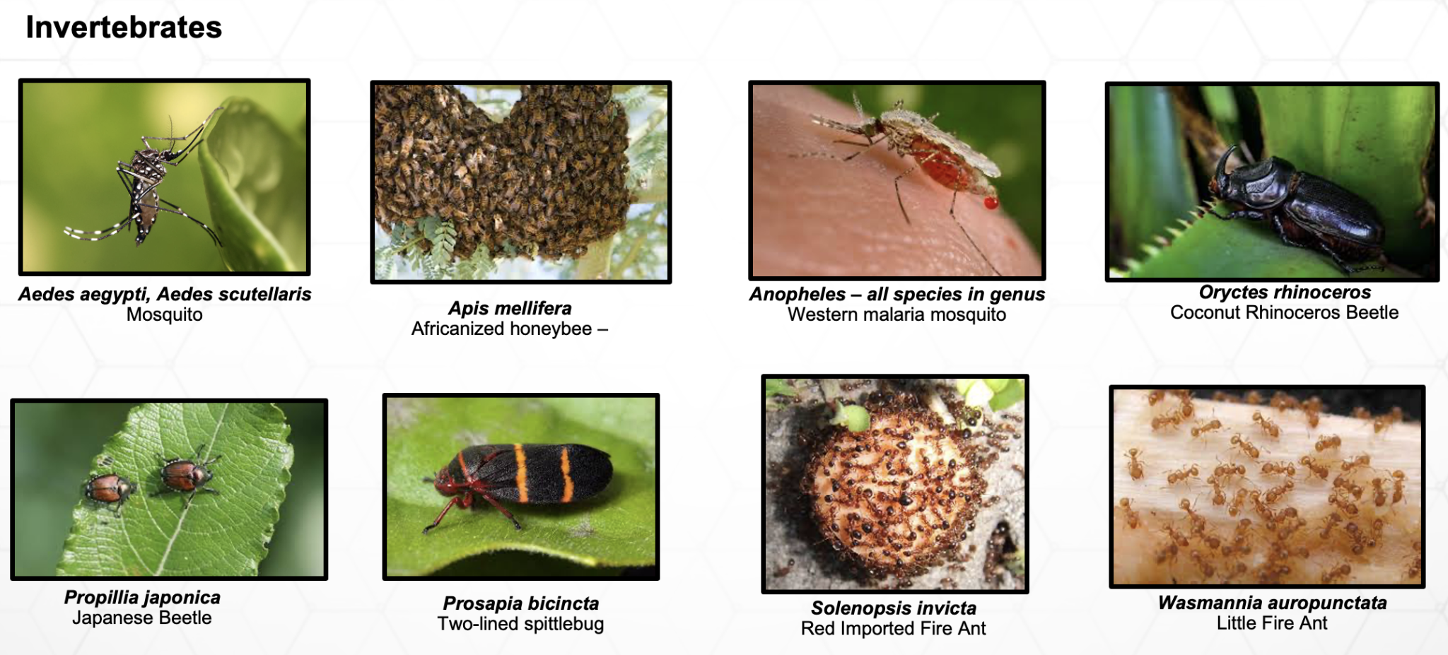 Hawaii Invasive Species Council | HISC Administrative Rules