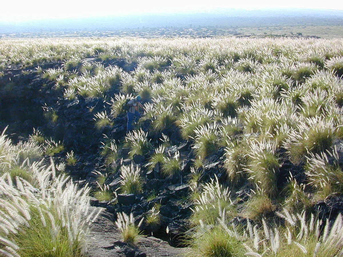 Hawaii Invasive Species Council | Fountain grass (Cenchrus setaceus)